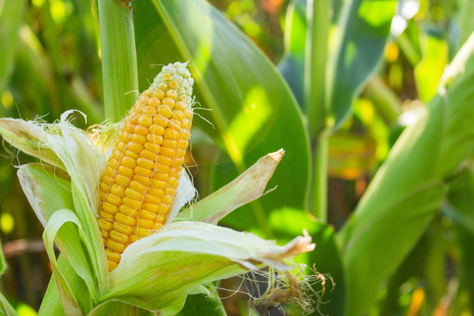 Growing Corn the Lazy Farmer Way – Videos – Mother Earth News